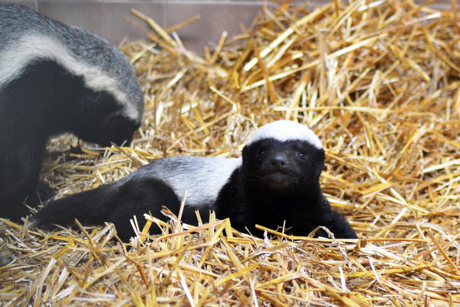 V safari parku se narodil medojed. Mládě „od Ježíška“ se odborníkům ...